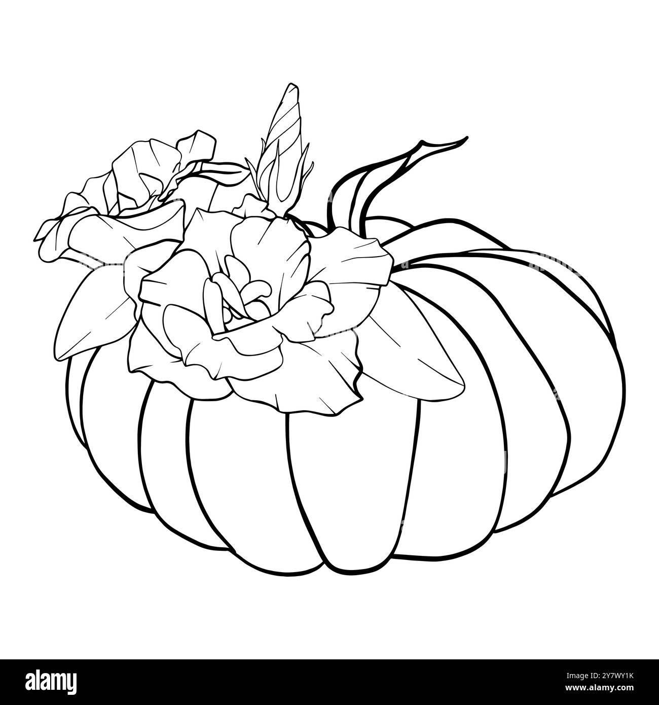 Pumpkin and Flower. Graphics Vector illustration painted by black inks ...