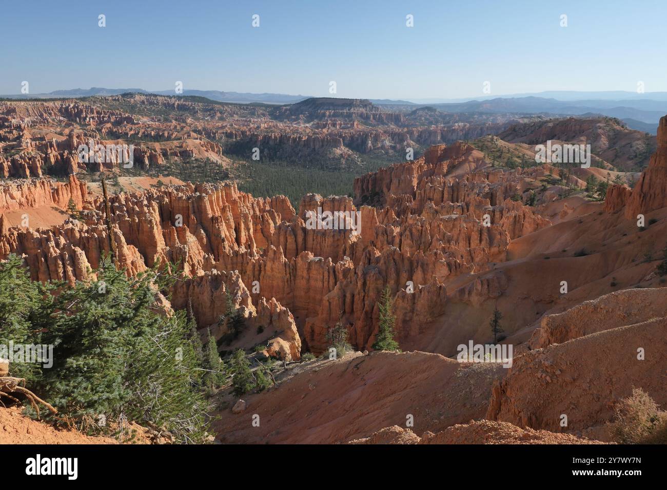 Hoodoos, forested amphitheater., and colorful stratified geologic strata from Bryce Point ...