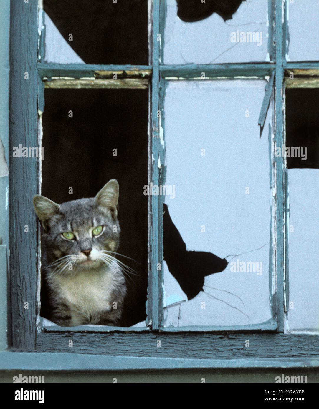 Cat in window. Slum alley cat looking out of broken glass pane of ...