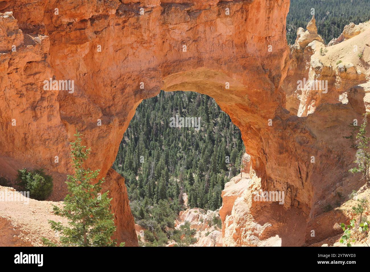 Arch formed by geologic erosion processes from Natural Bridge Arch ...