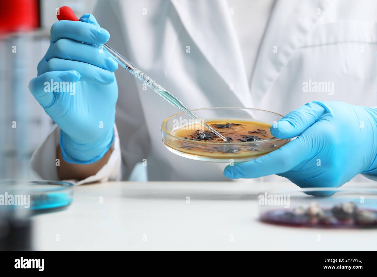 Laboratory worker dripping sample from pipette into petri dish at white ...