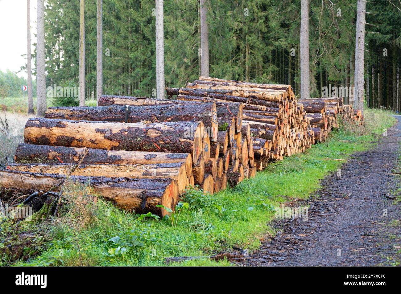 Chopped tree logs pilled up in the forest, lumber wood industry ...