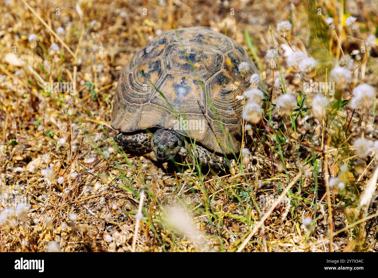 Greek tortoise (Testudo hermanni) in the wild near Asomati on the ...