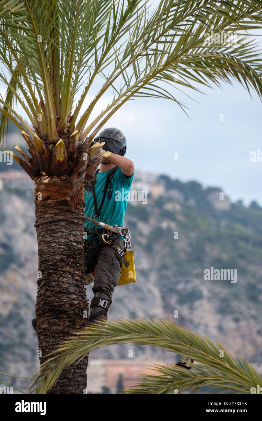 Seasonal maintenance work on trunk and leaves of palm trees on the ...