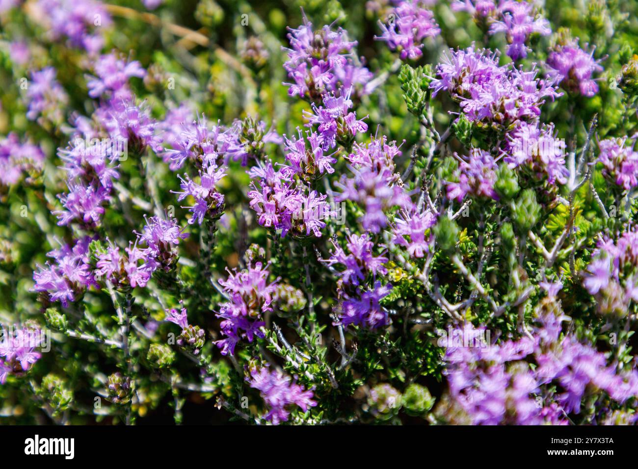 flowering thyme heath (headed thyme, Thymbra capitata, Coridothymus ...
