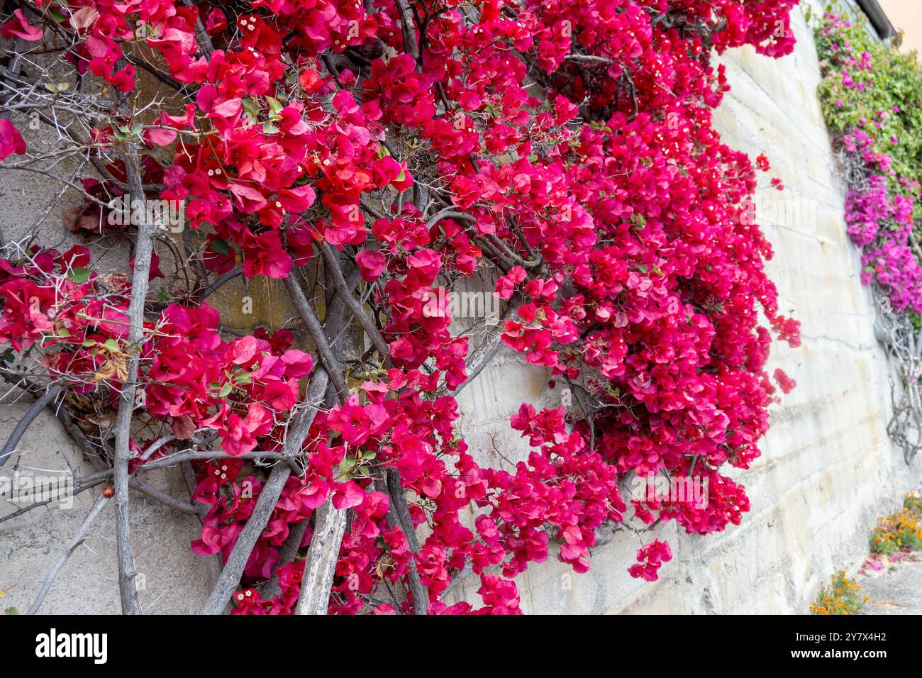 Bright pink Bougainvillea plant flowers growing on city wall in Liguria ...