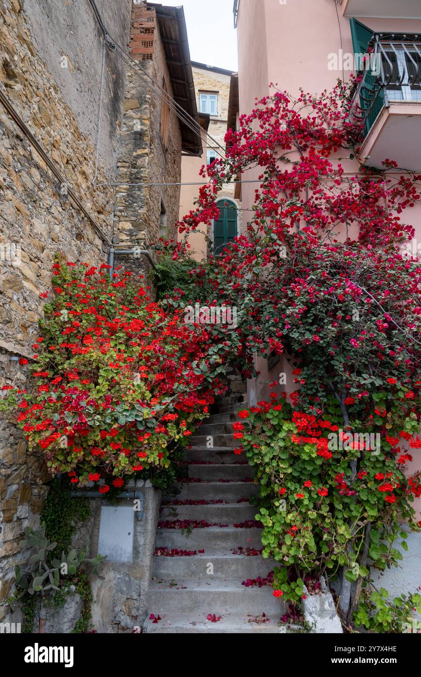 Bright pink Bougainvillea plant flowers growing on city wall in Liguria ...