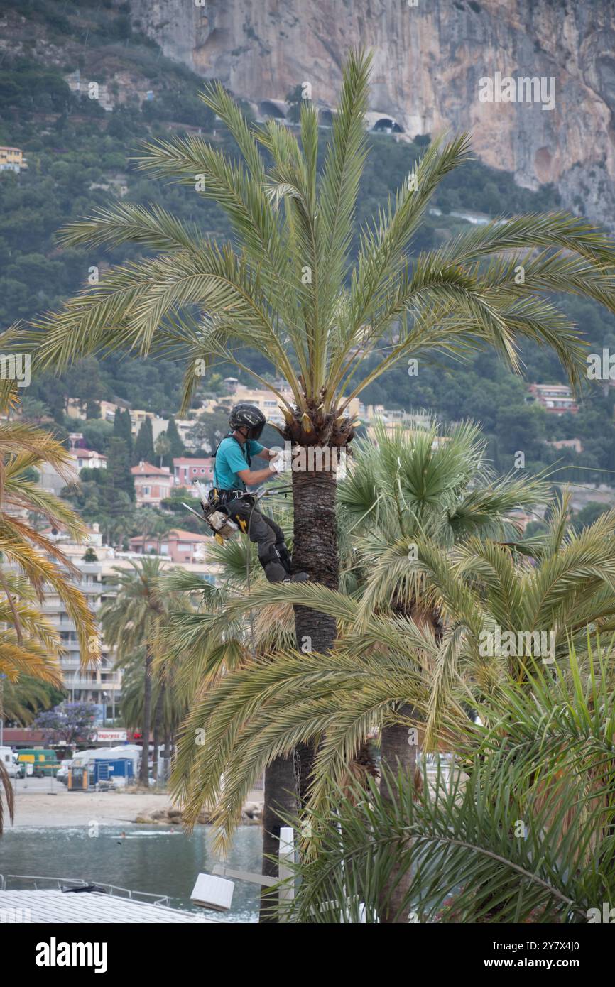 Seasonal maintenance work on trunk and leaves of palm trees on the ...