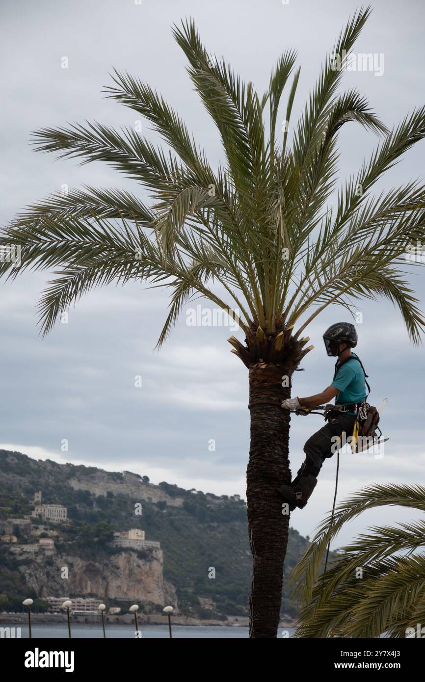 Seasonal maintenance work on trunk and leaves of palm trees on the ...