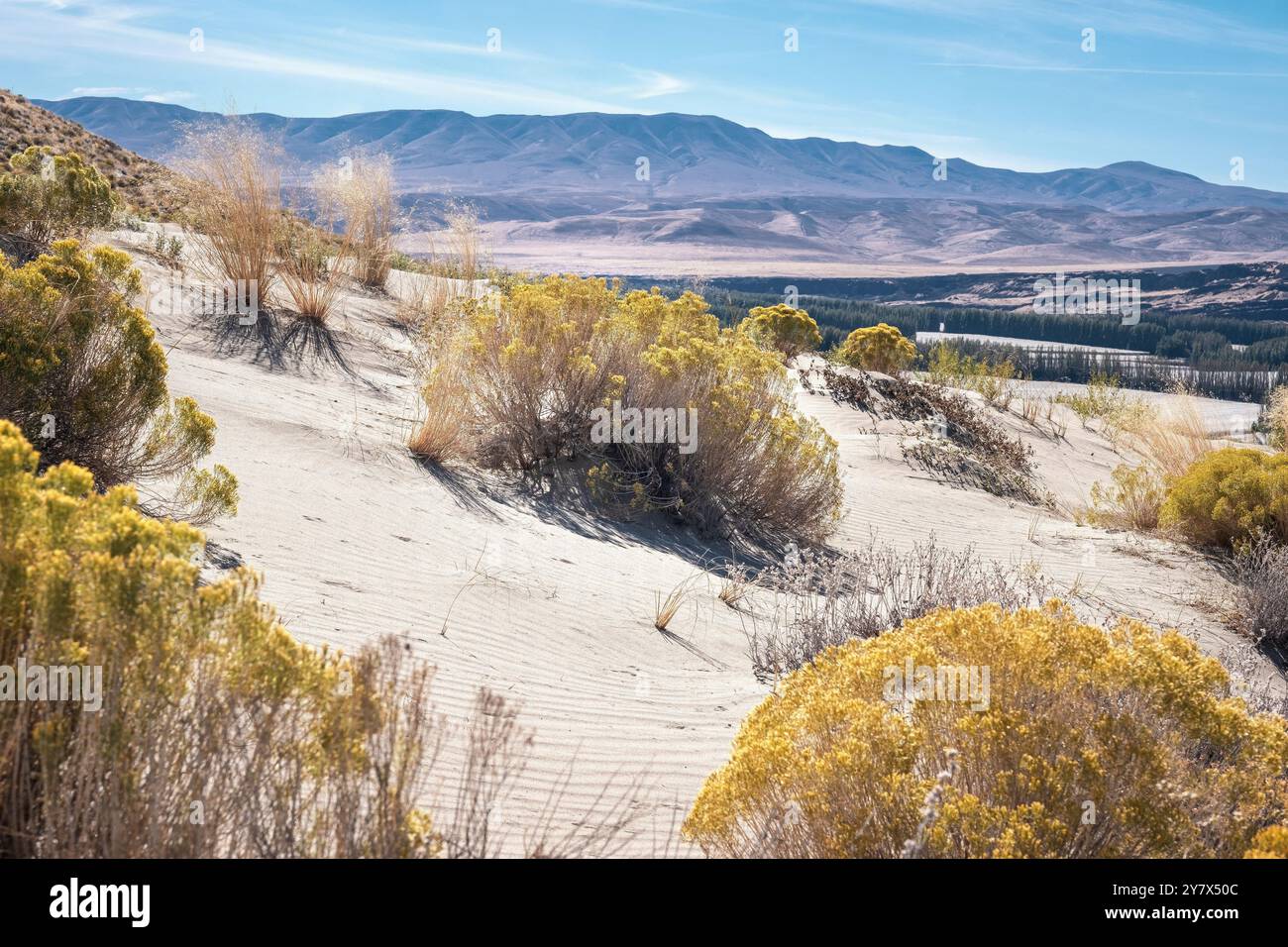 Yellow flowering rabbitbrush at Sentinel Gap in the Saddle Mountains of ...