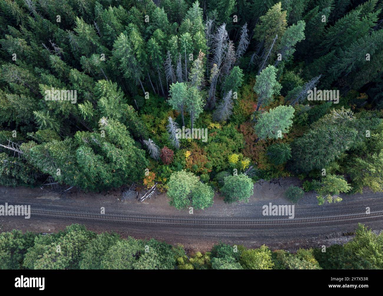 Aerial view of railroad tracks cutting through a forest in the Pacific ...