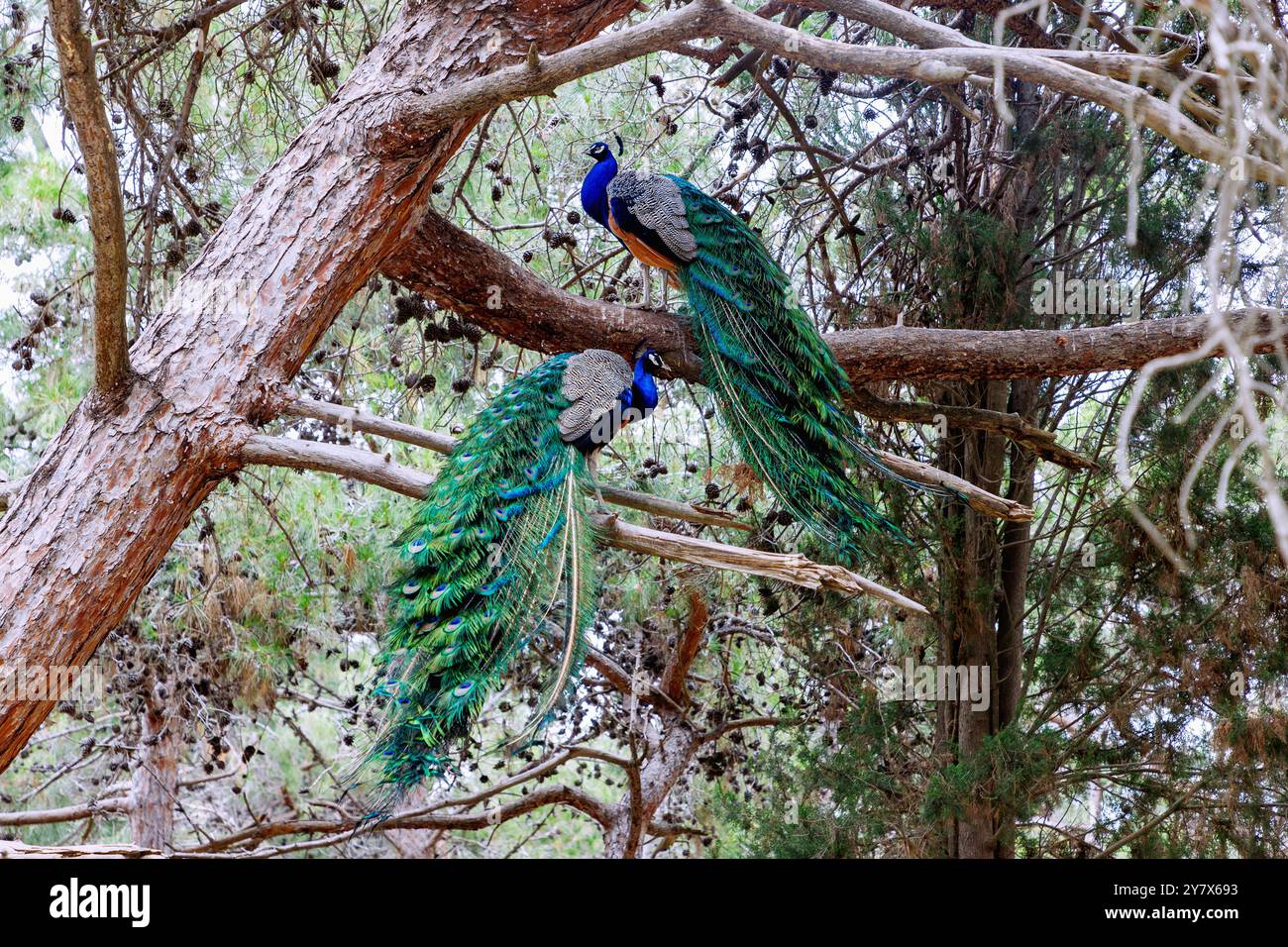 male peacocks on a tree in the Plaka Forest near Antimachia on the ...