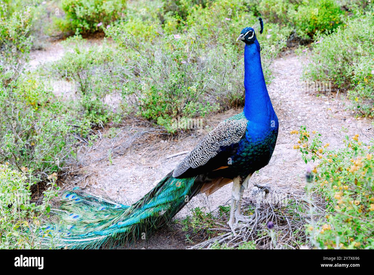 male peacock in the forest of Plaka Forest near Antimachia on the ...