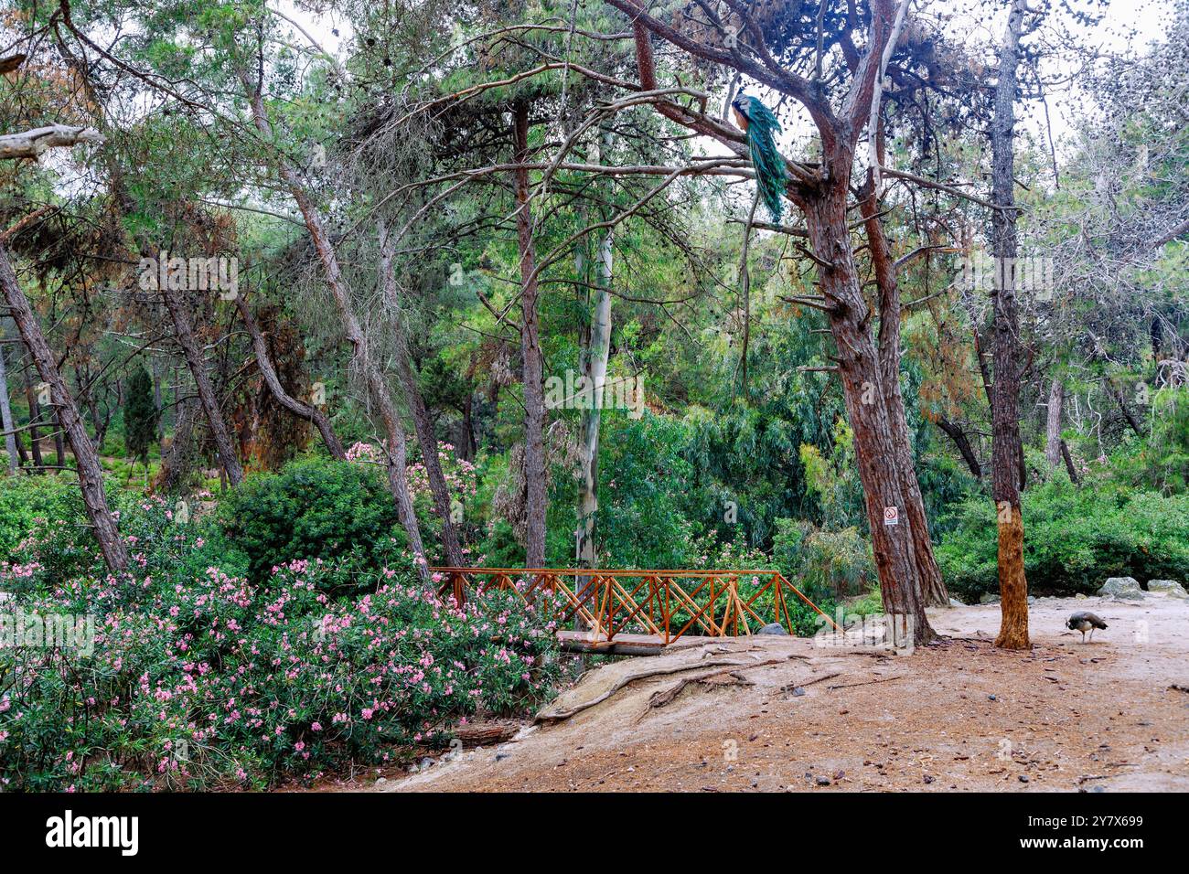 male and female peacock in the forest of Plaka Forest near Antimachia ...