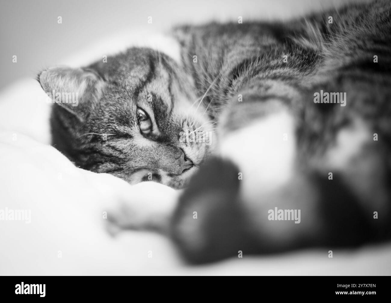 Die Katze im Bett Stock Photo - Alamy