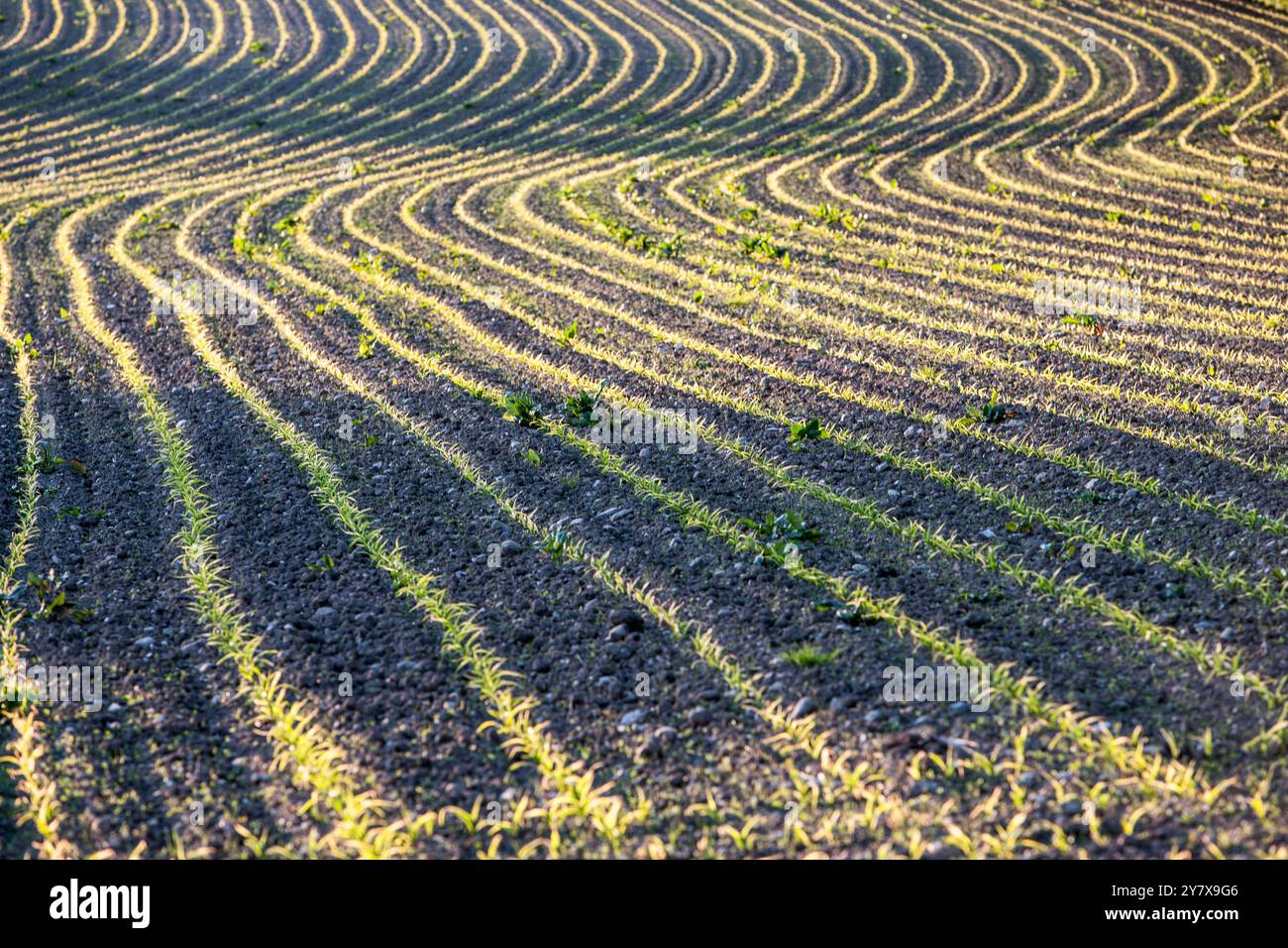 Spring planting corn seed farming hi-res stock photography and images ...