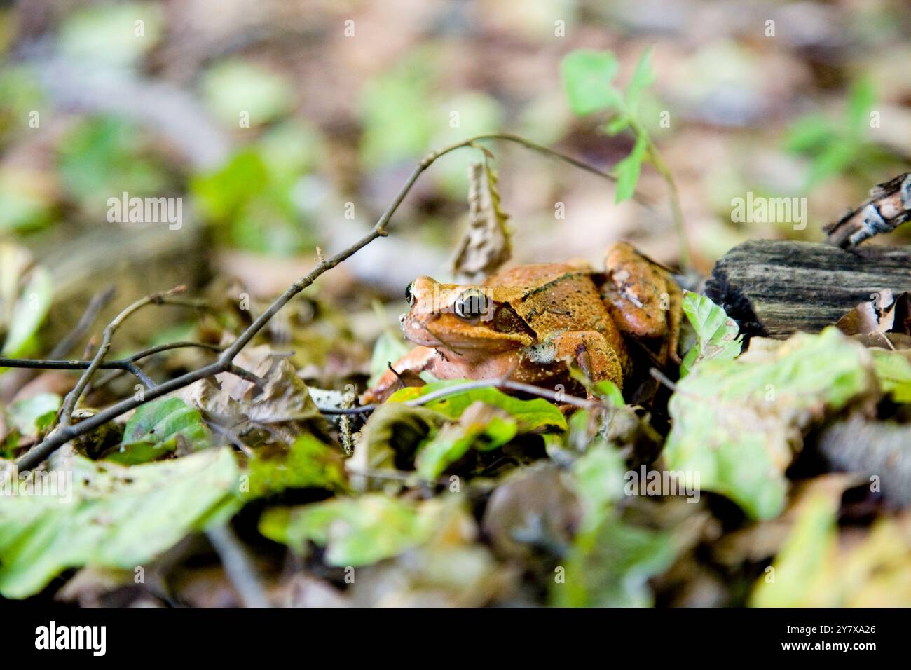Brownish toad hi-res stock photography and images - Alamy