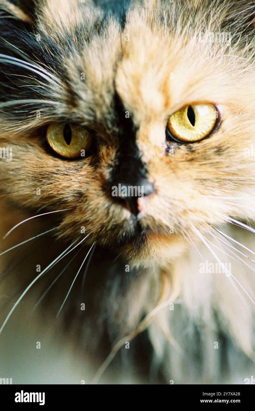 Cat,tomcat,black brown,Norwegian Forest Cat Stock Photo - Alamy