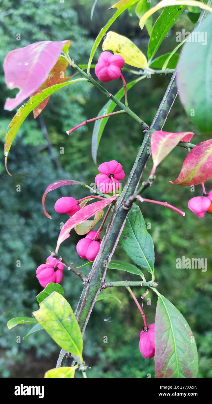 Spindle bush branch in close up, euonymus europaeus background Stock ...