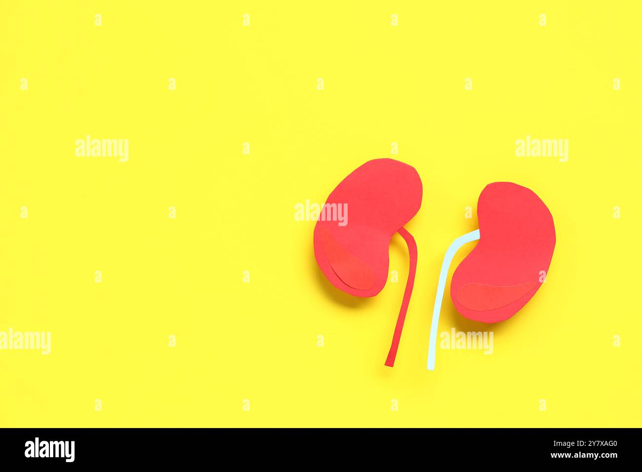Kidneys human anatomy hi-res stock photography and images - Alamy