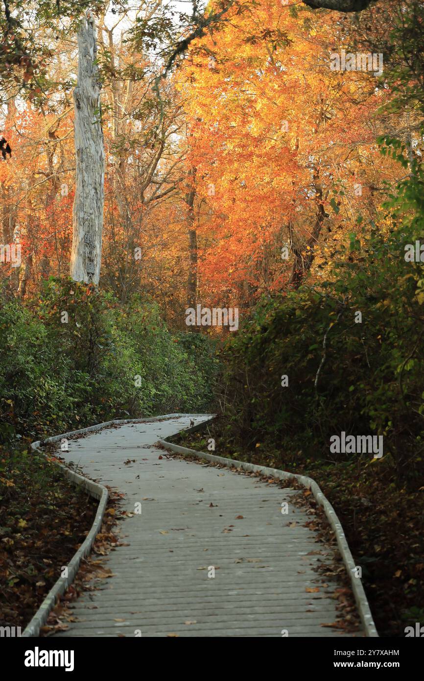 Golden autumn tree vibrant orange hi-res stock photography and images ...