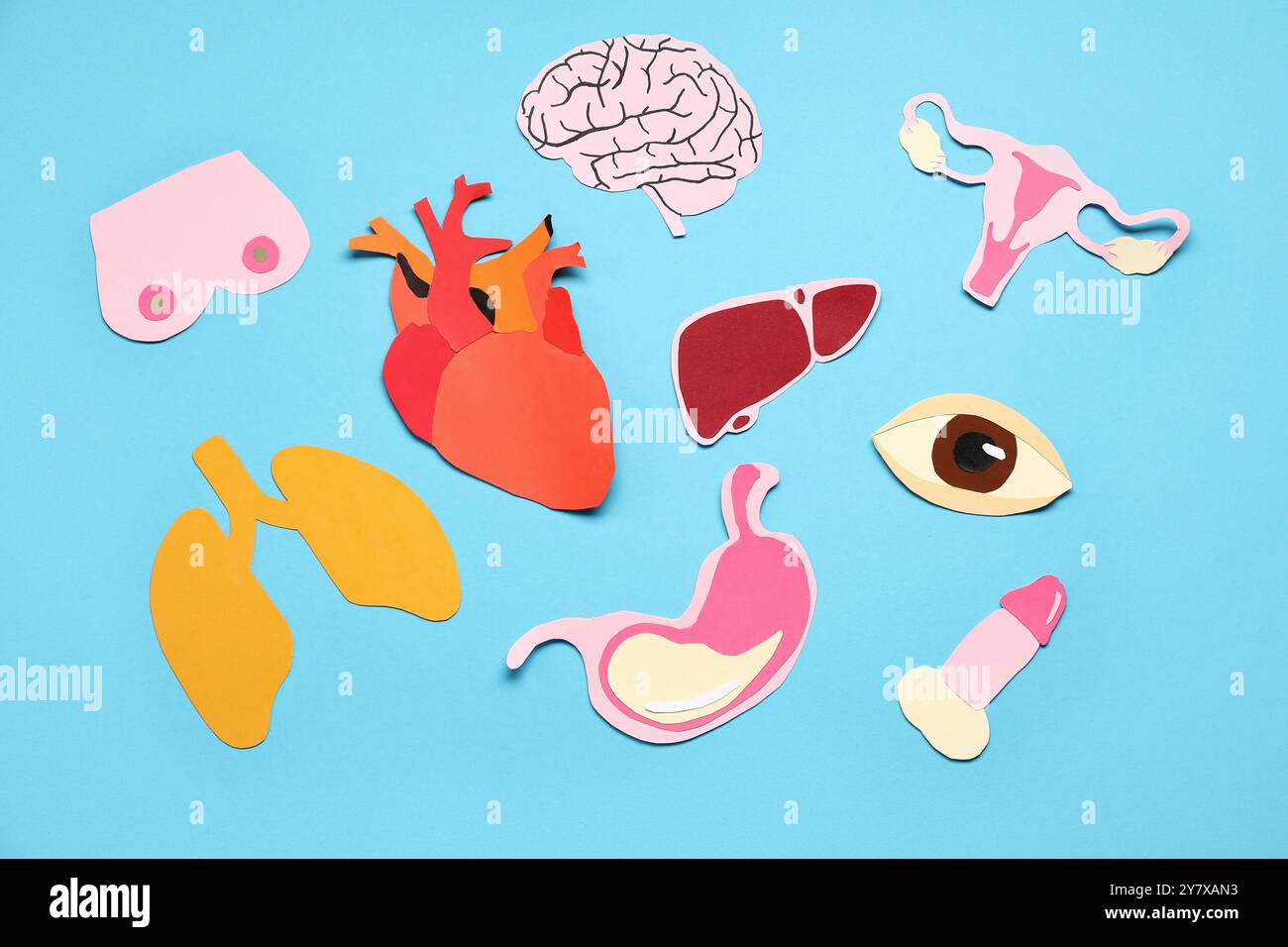 Set of paper human organs on color background Stock Photo - Alamy