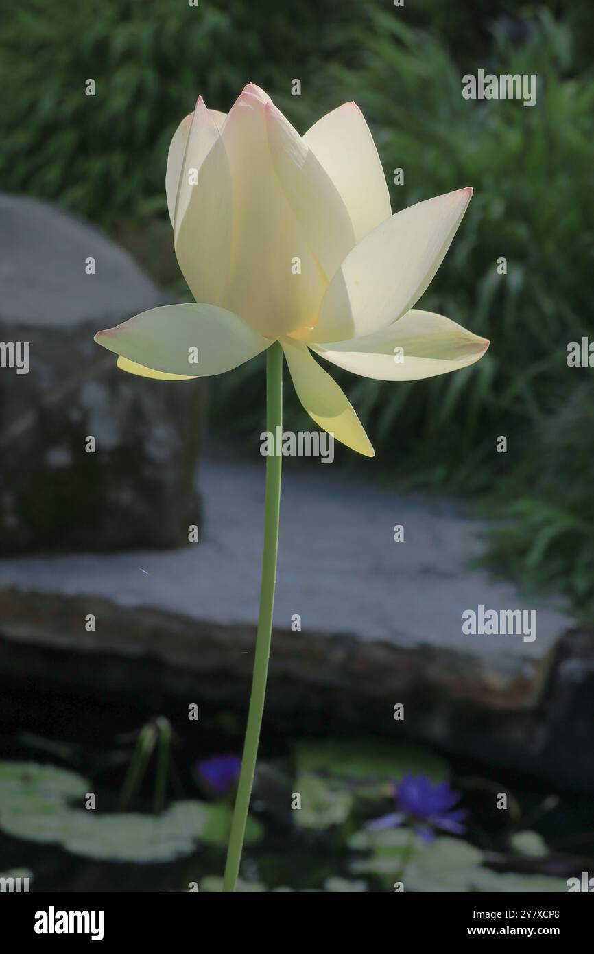 a single water lily bud highlighted by the sun and shadow Stock Photo ...