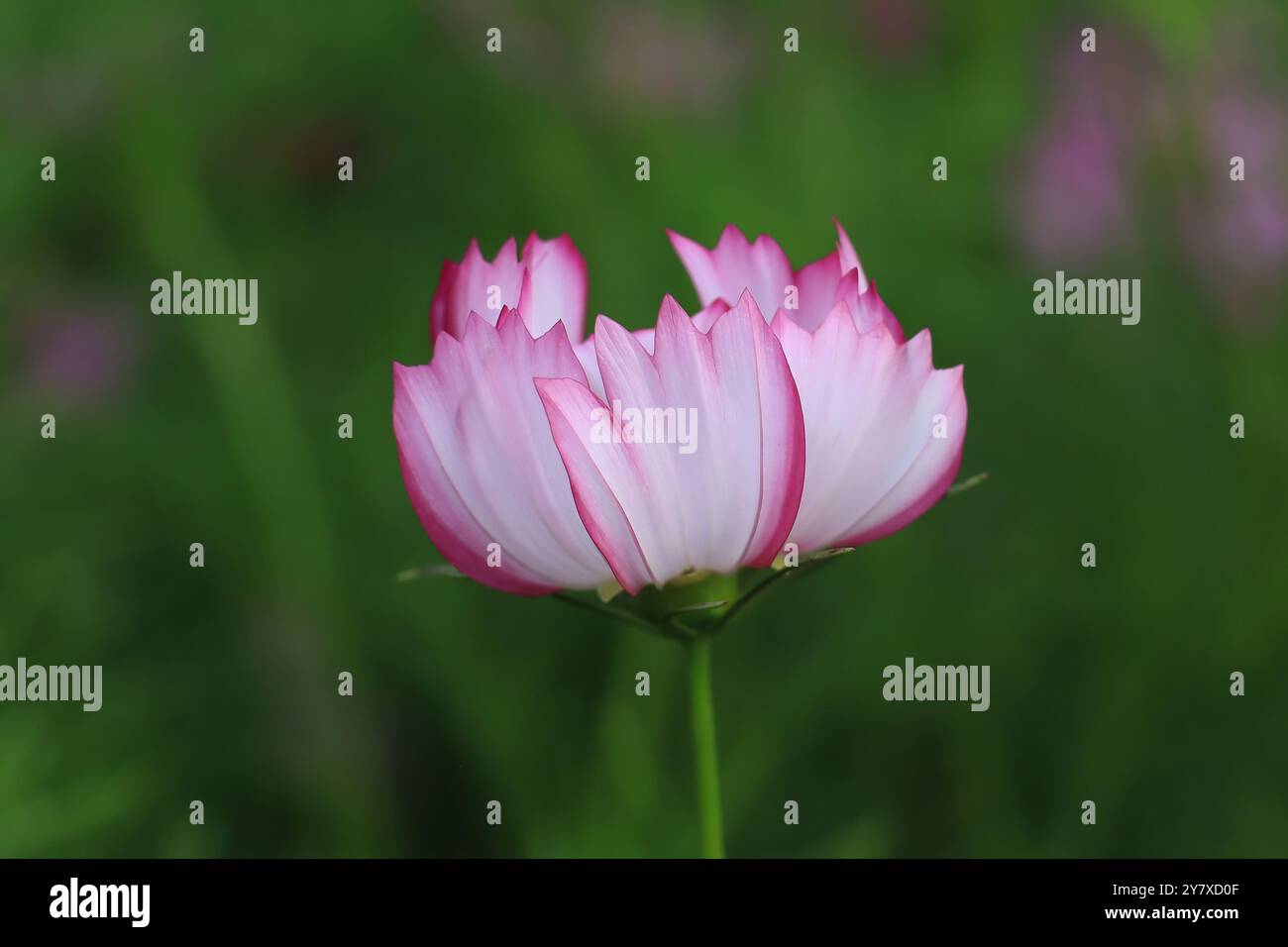beautiful side view of a lovely pink edged flower in a lush green ...