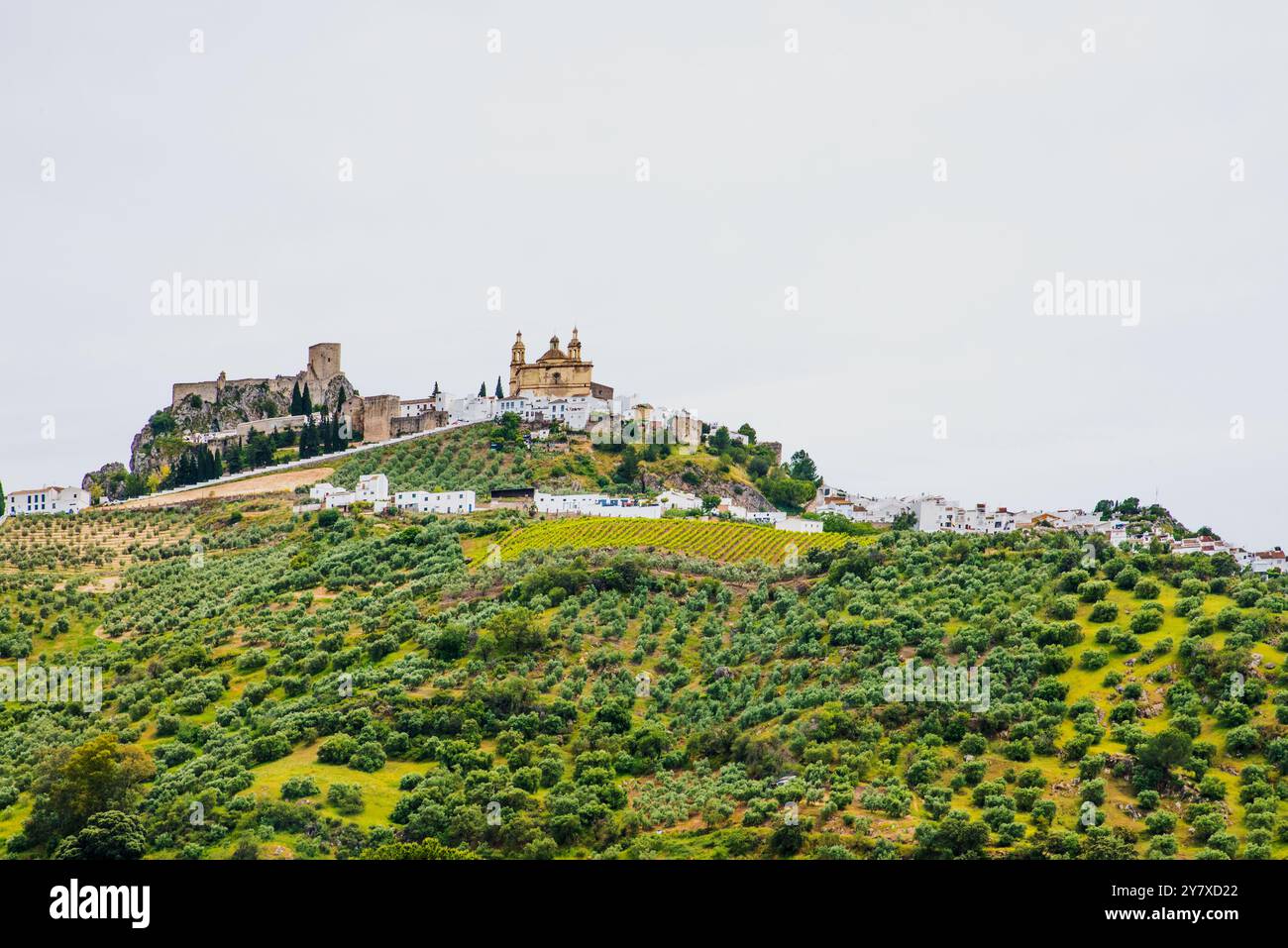 Olive trees on a mountain slope hi-res stock photography and images - Alamy