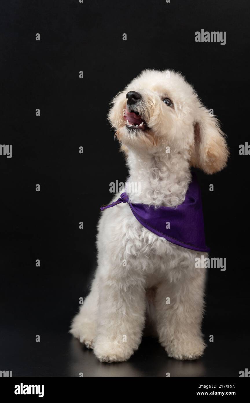 Happy barking white poodle puppy dog isolated on black studio ...