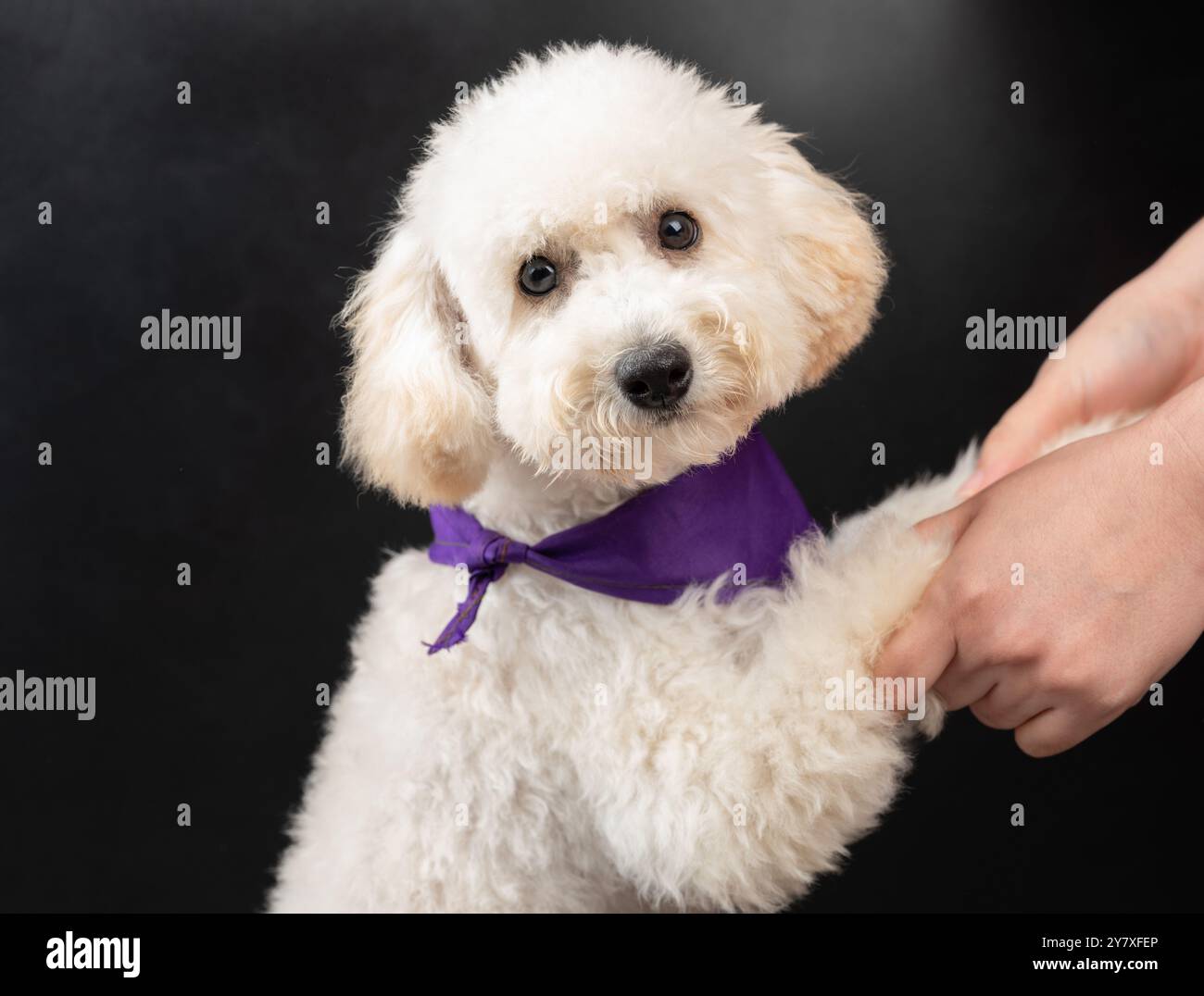 Woman hands hold poodle paws side view isolated on black background ...