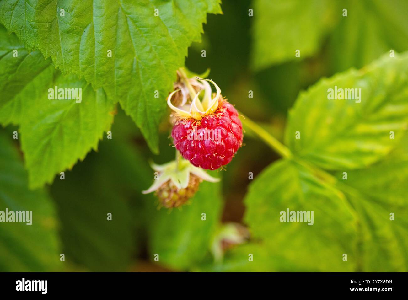 Raspberry fruit ( Rubus idaeus) in the garden Stock Photo - Alamy