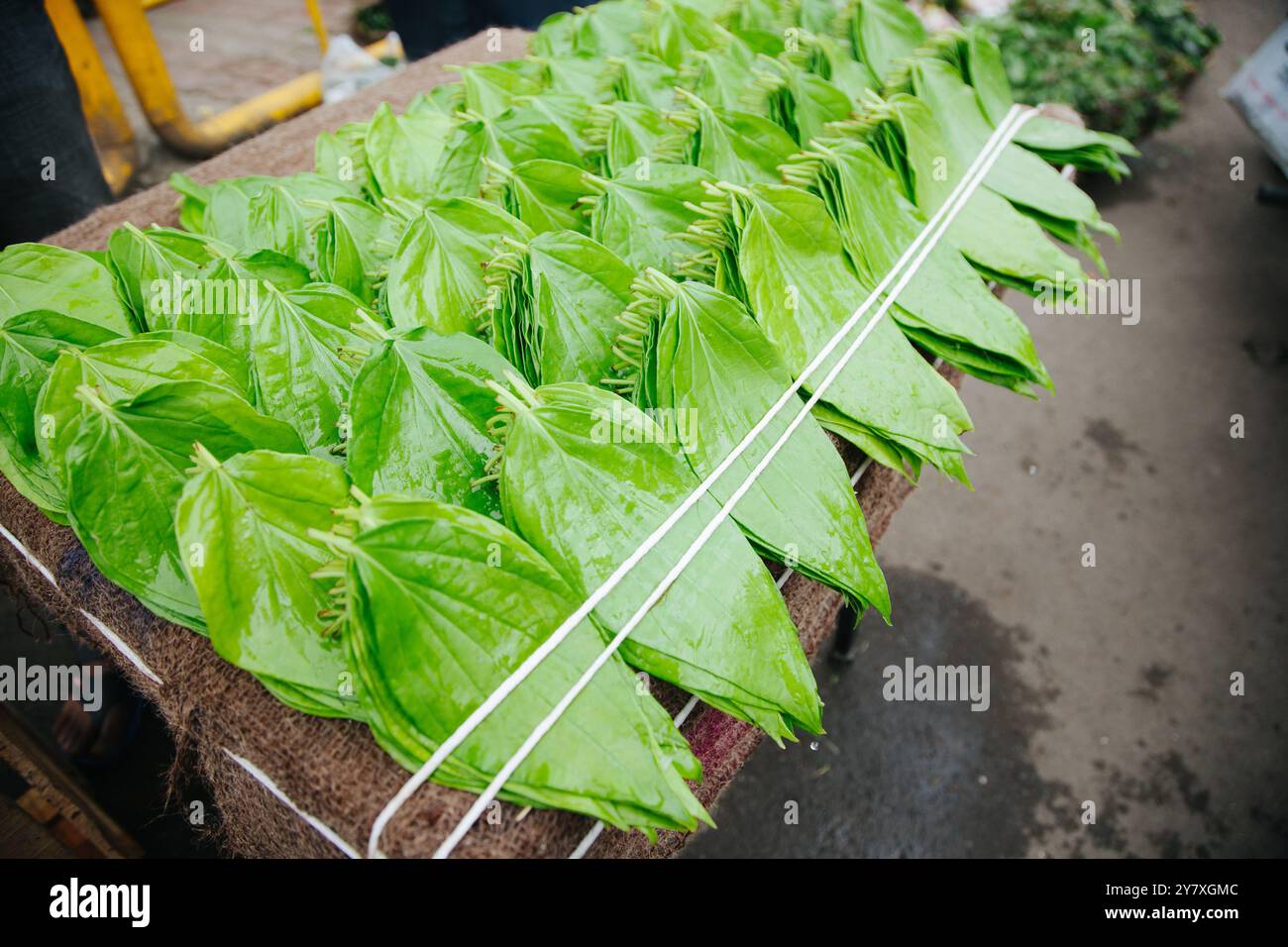 Pune, India, Beetle leaf for eating a digestive called Paan Stock Photo ...