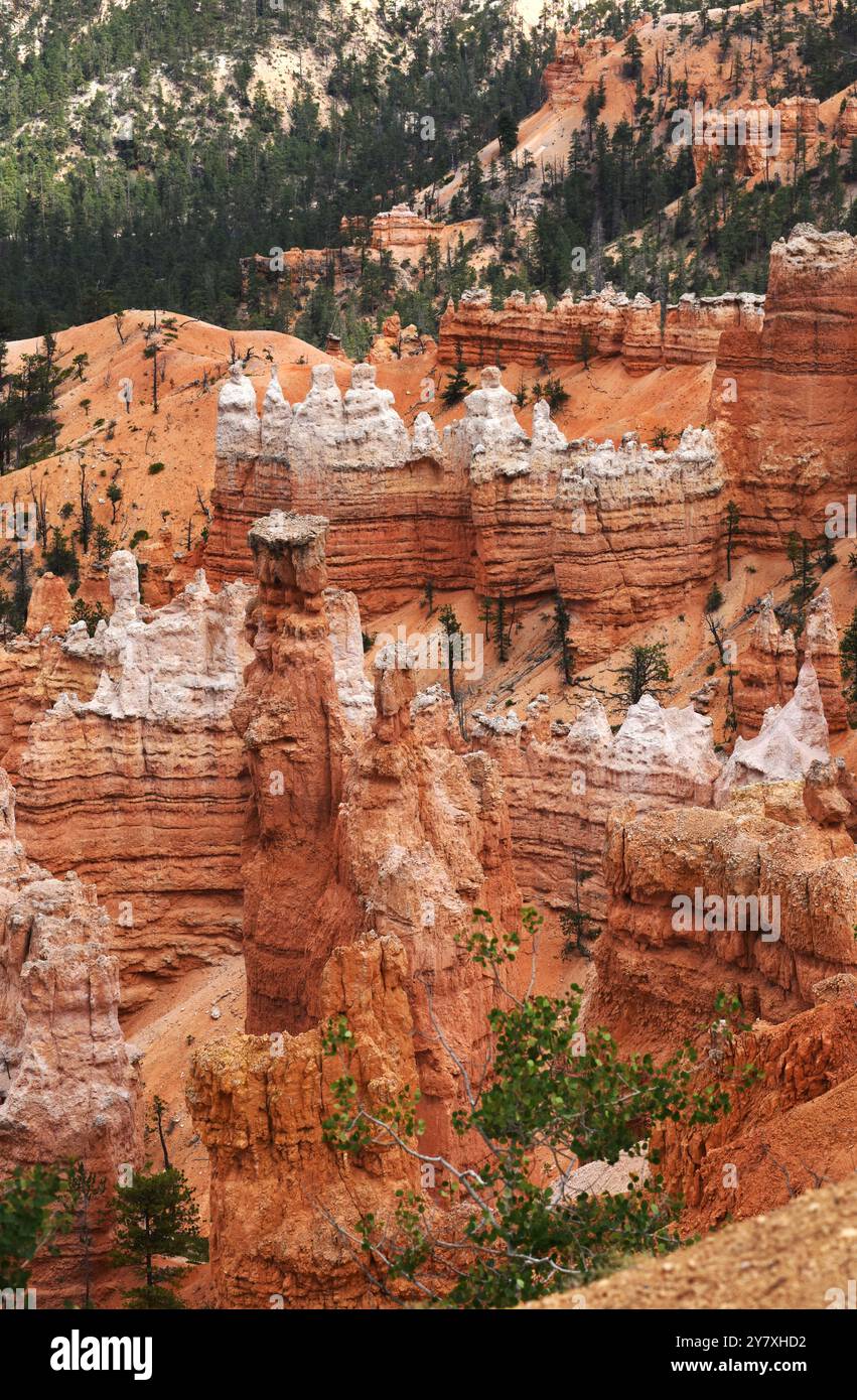 Bryce Canyon National Park with vertical, free standing hoodoos and ...
