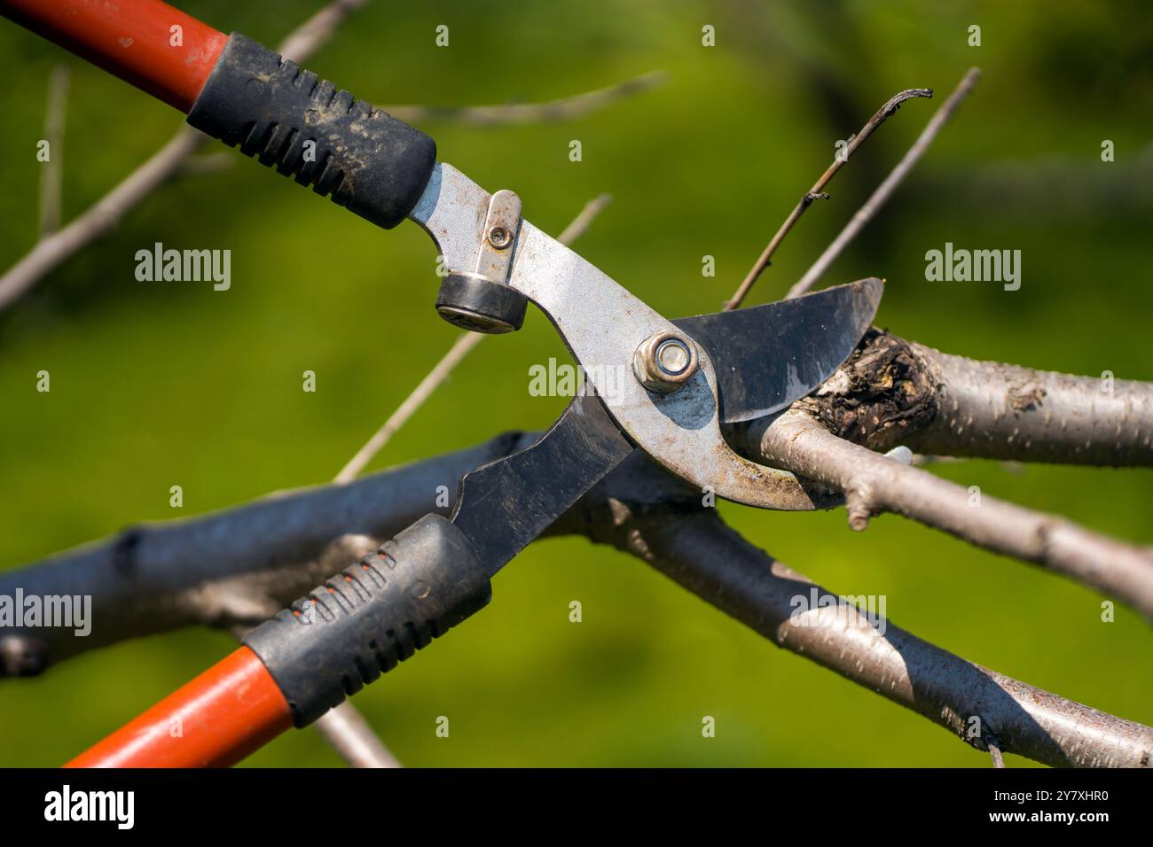 A gardener is cutting tree branches with a big pruner Stock Photo - Alamy