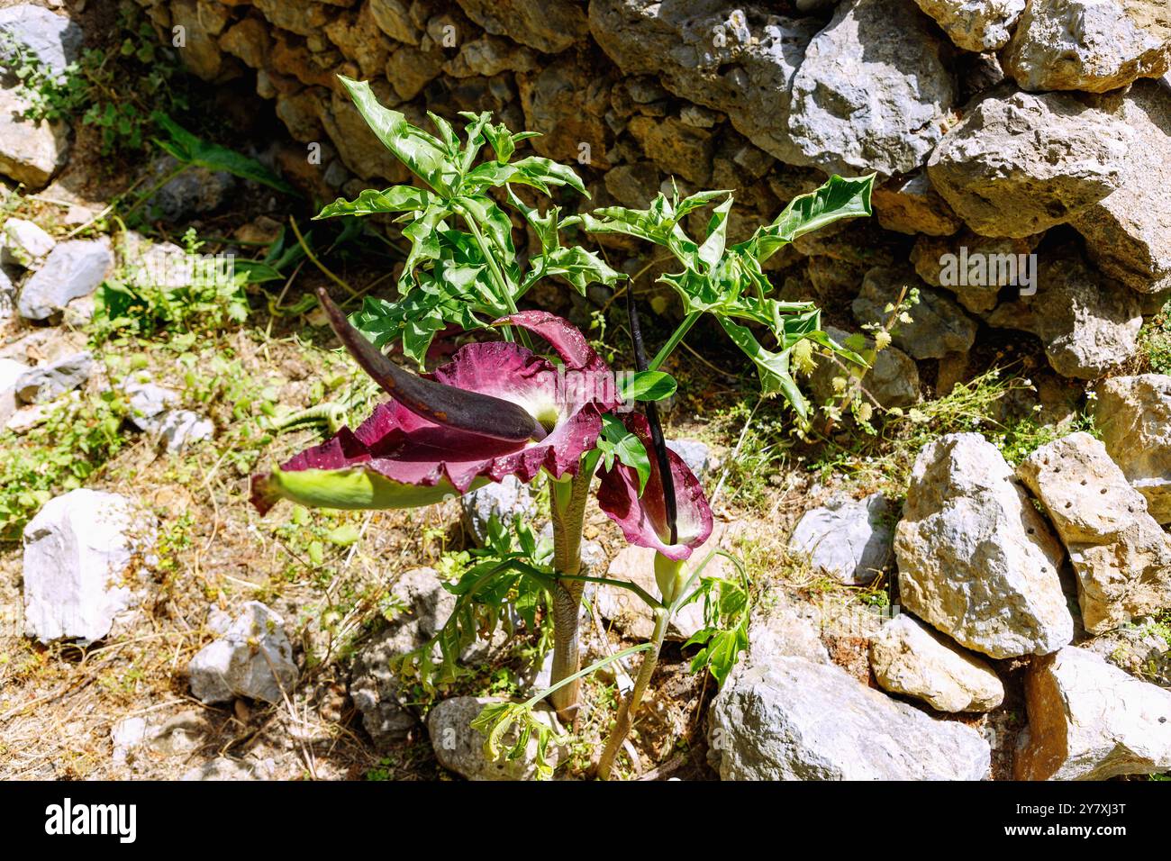 flowering common dragonwort (Dracunculus vulgaris, Arum drancunculus ...