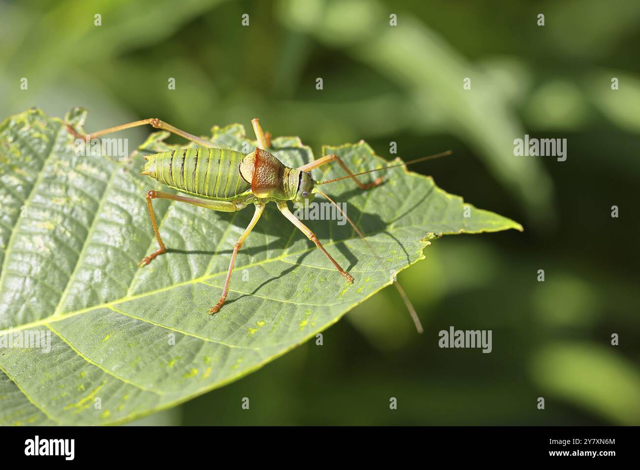 Steppe saddle grasshopper, Steppe saddle grasshopper (Ephippiger ...