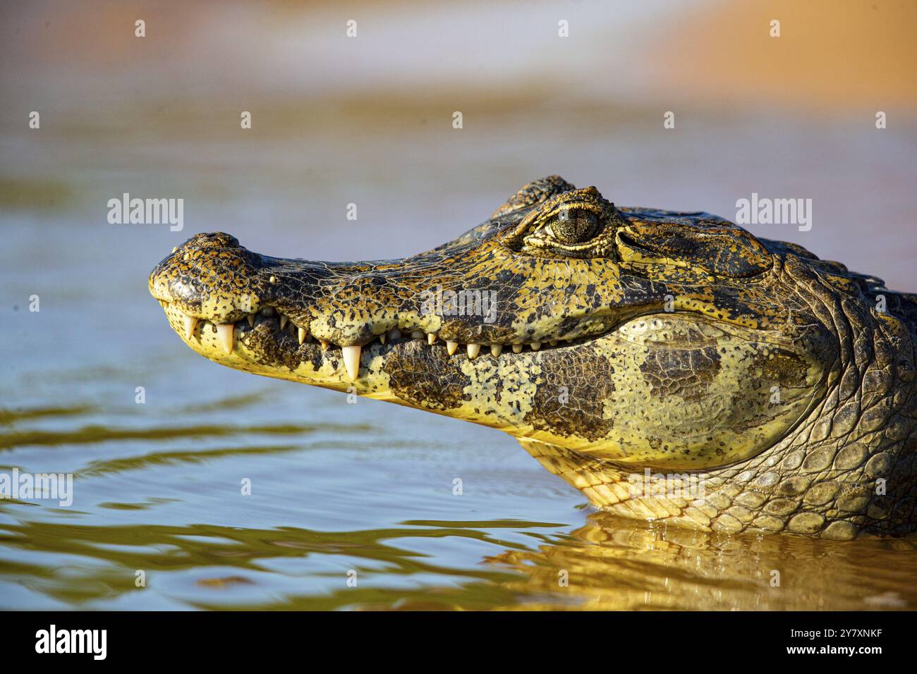 Spectacled caiman (Caiman crocodilius) Pantanal Brazil Stock Photo - Alamy