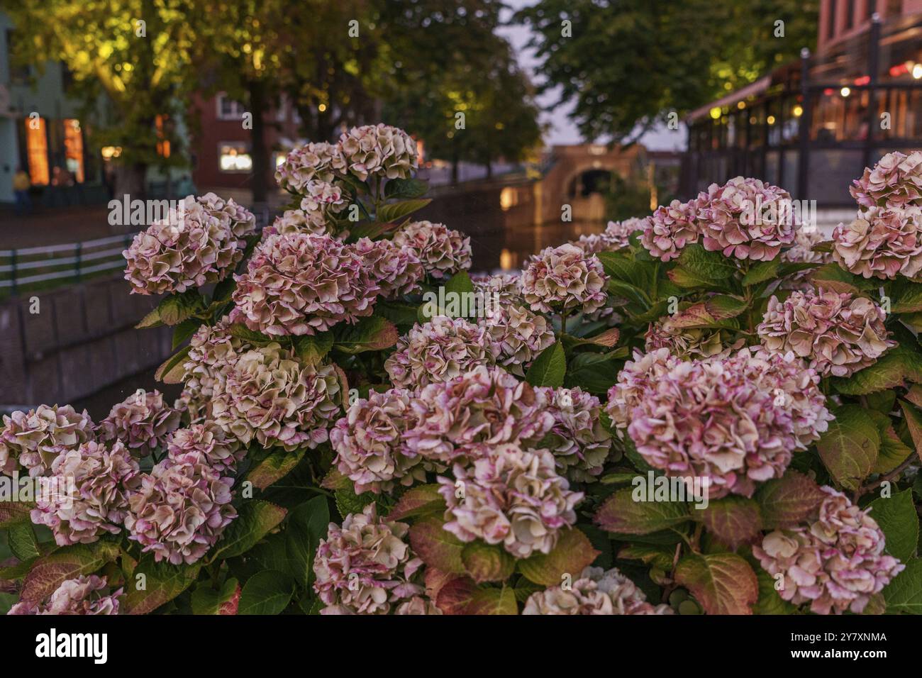 Nocturnal blooming hi-res stock photography and images - Alamy