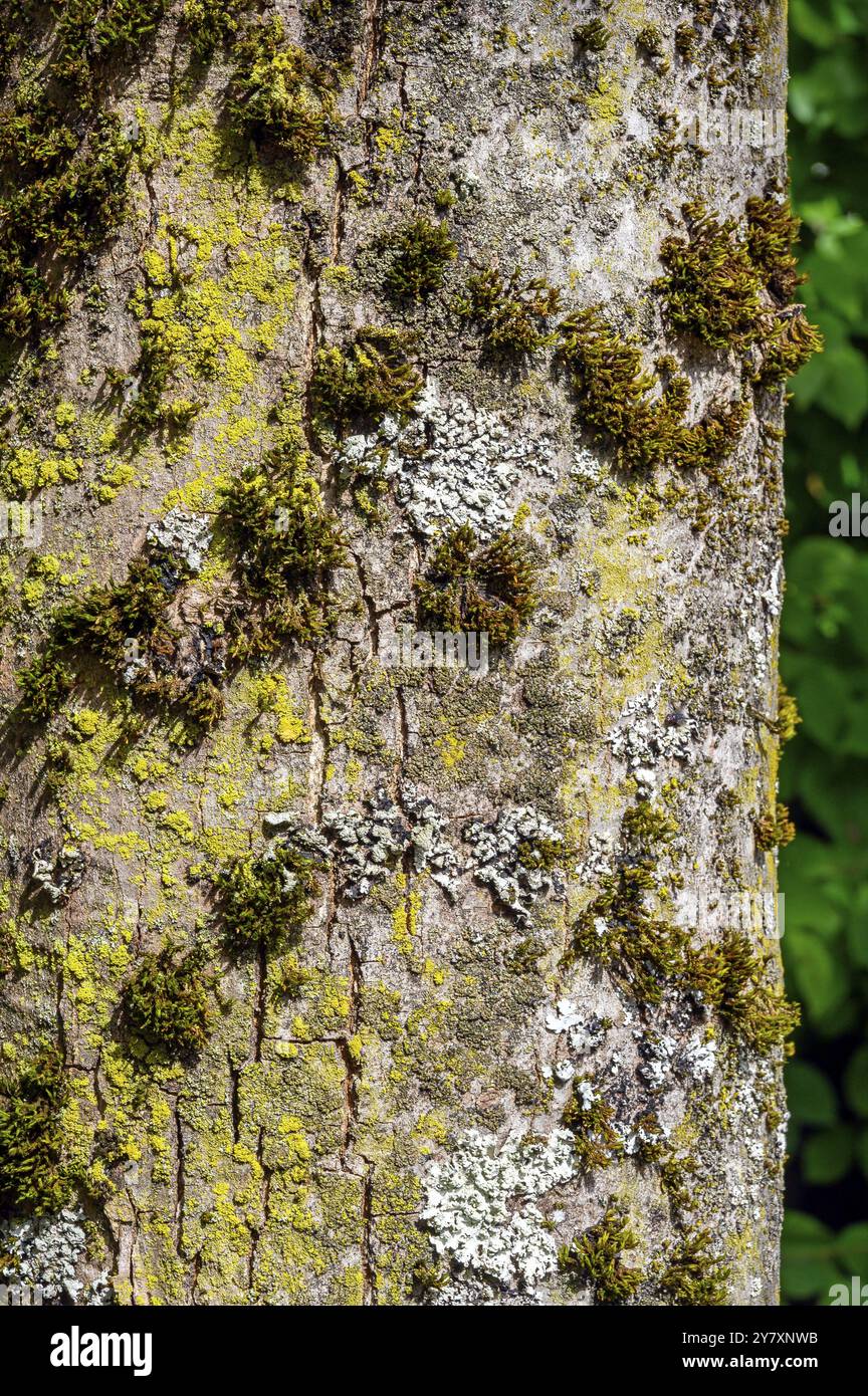 Tree bark, bark with moss and lichen, Allgaeu, Bavaria, Germany, Europe ...