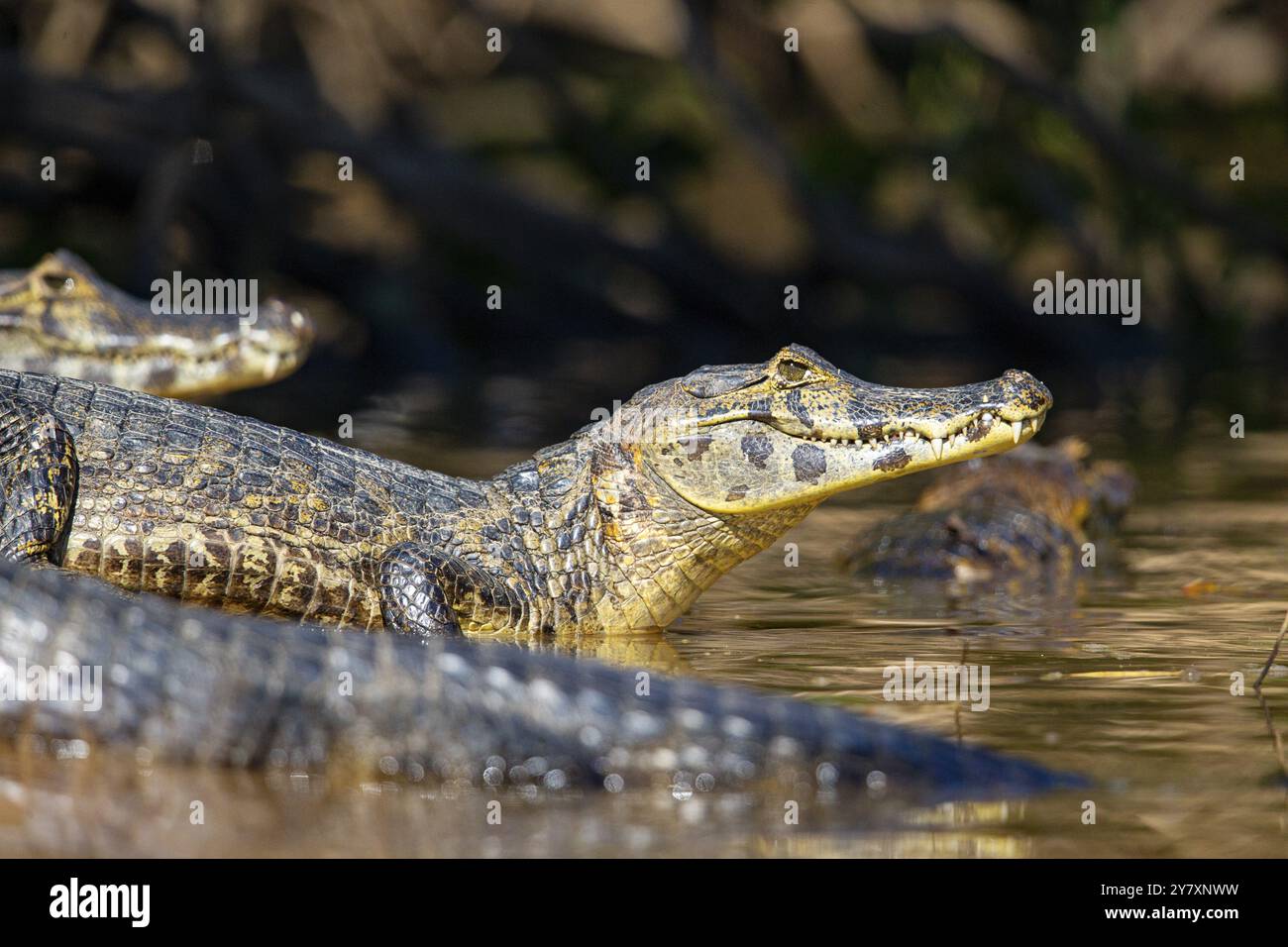 Spectacled caiman (Caiman crocodilius) Pantanal Brazil Stock Photo - Alamy