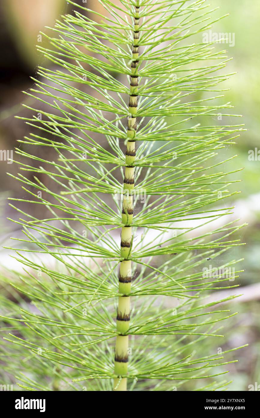 Giant horsetail (Equisetum telmateia), close-up of stem with whorled ...