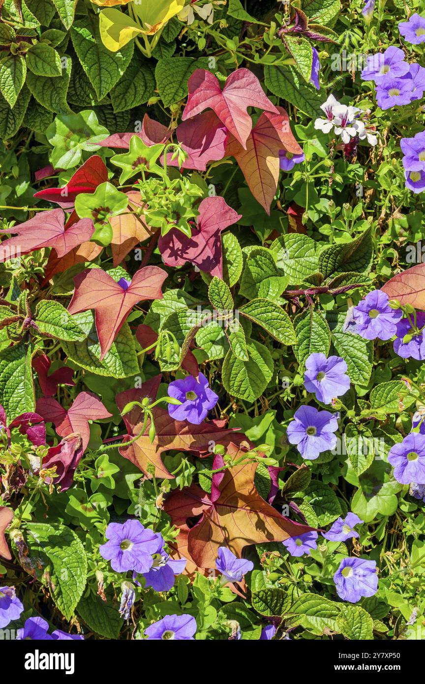 Flower column with petunias (Petunia), and brown leaves of sweet potato ...