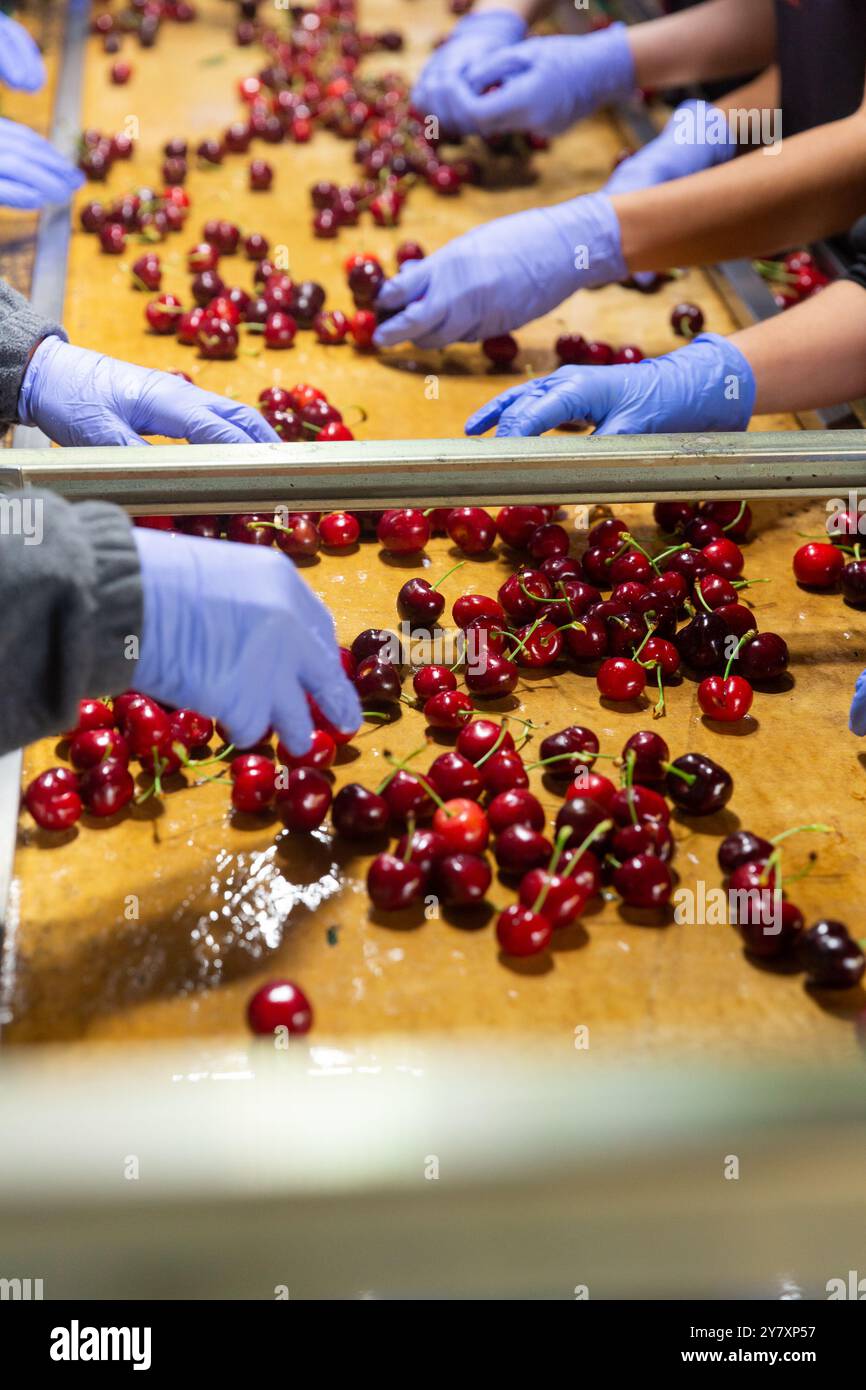 Cherry sorting and selecting in a warehouse Stock Photo - Alamy
