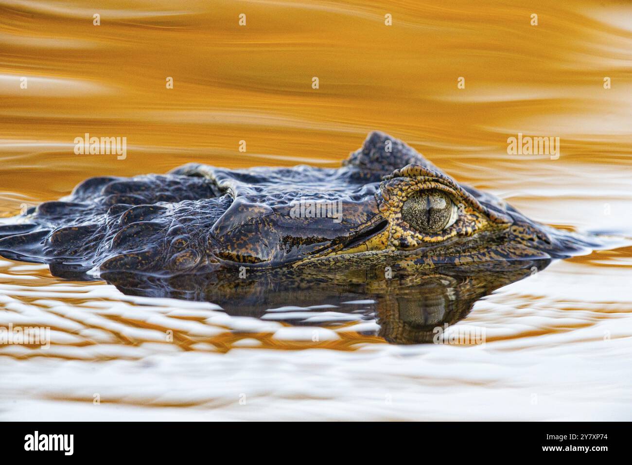 Spectacled caiman (Caiman crocodilius) Pantanal Brazil Stock Photo - Alamy
