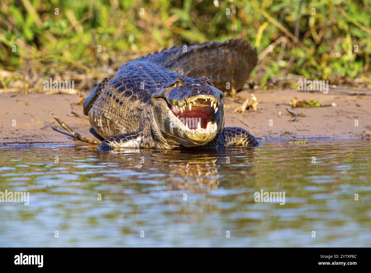 Spectacled caiman (Caiman crocodilius) Pantanal Brazil Stock Photo - Alamy