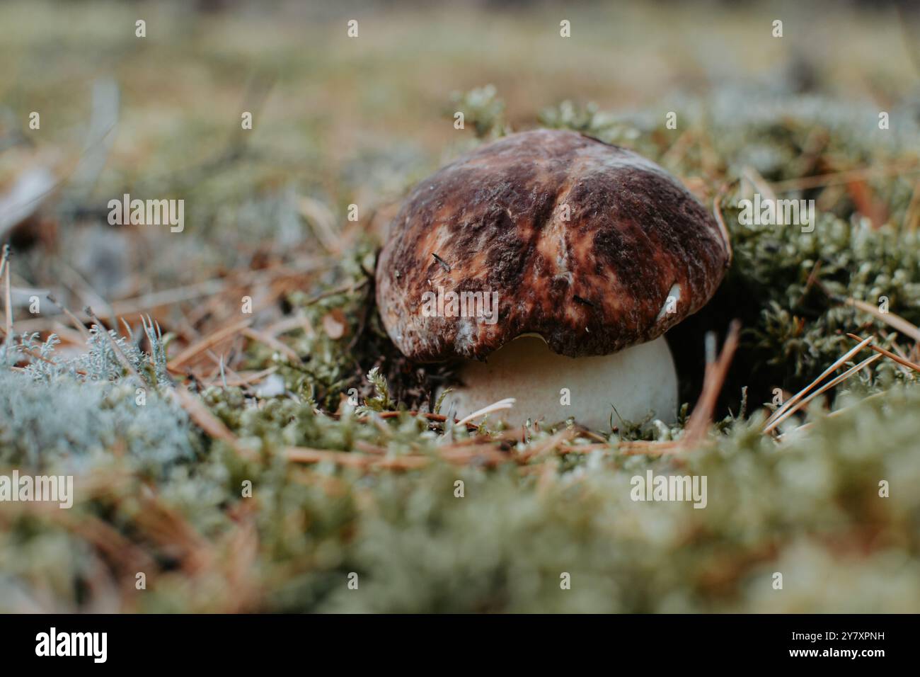 Single mushroom Boletus pinophilus, commonly known as the pine bolete ...