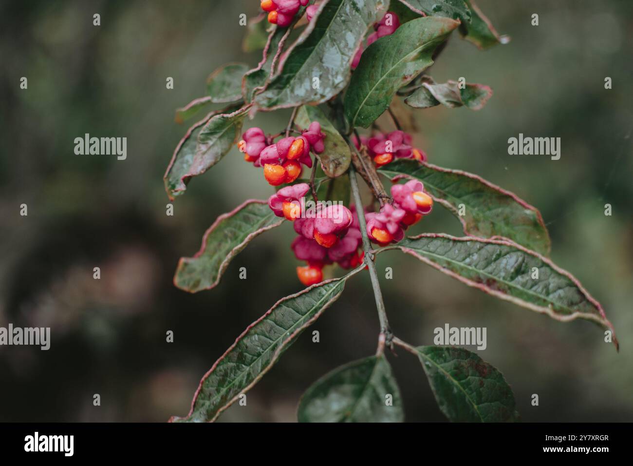 European spindle (Euonymus europaeus) branch at autumn Stock Photo - Alamy