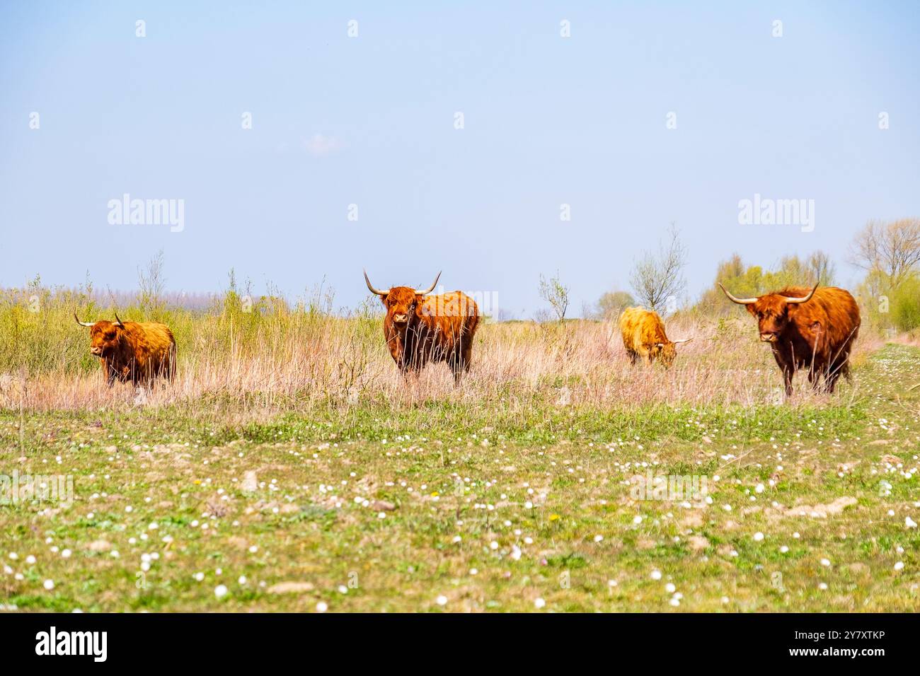 Highland cattle grazing on island Tiengemeten, The Netherlands, Europe ...