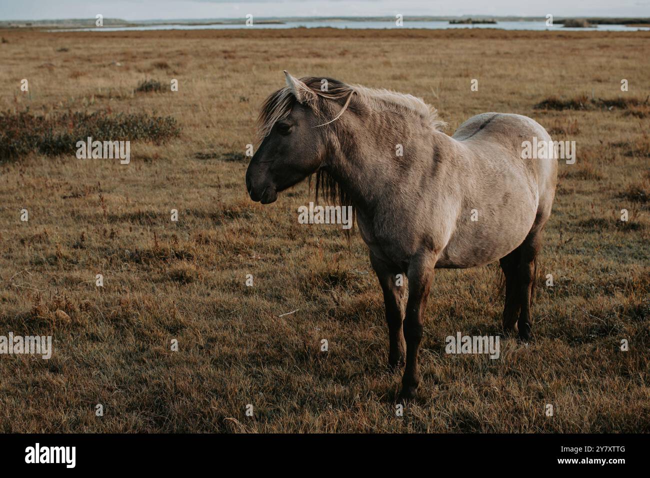 Portrait of semi-wild Konik Polski horse at Engure Lake Nature Park ...